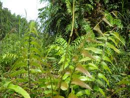 Paku Midin: 10 KHASIAT MAKAN PAKU MIDIN