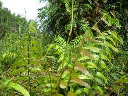 Paku Midin: 10 KHASIAT MAKAN PAKU MIDIN