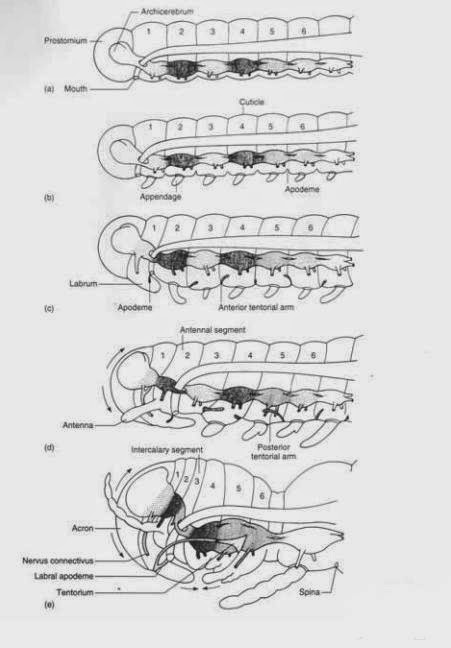 Origen de los insectos ~ Laboratorio de Insectos