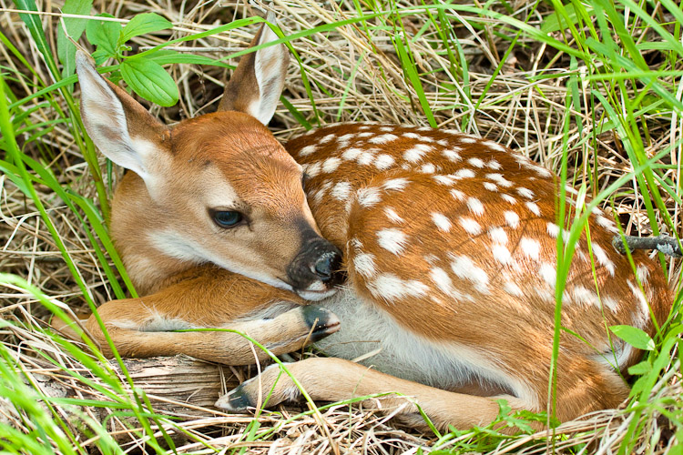 Jerry Mercier - just outside: A few more fawn photos