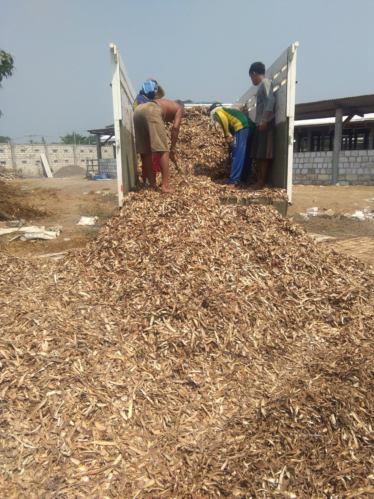 Jual Kulit singkong,Singkong sortir dan bonggol (pongkol) singkong ...