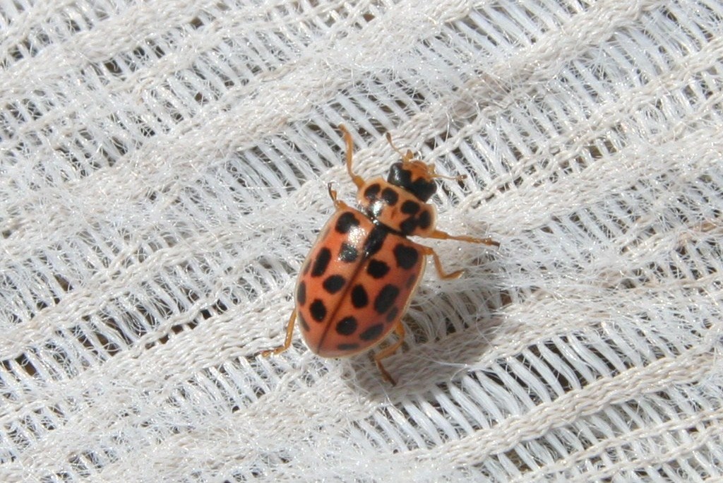 Valley Naturalist: Some birds of the lady type