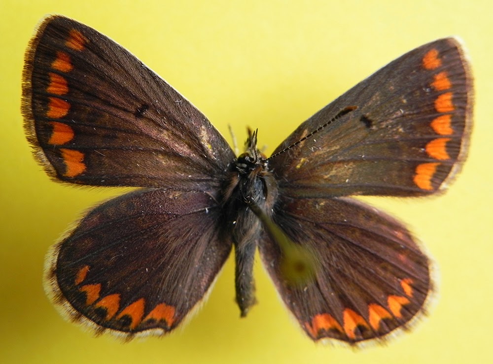 MARIPOSAS (BUTTERFLIES): Subfamilia POLYOMMATINAE Tribu POLYOMMATINI ...