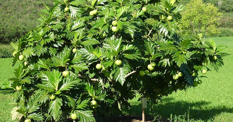 HOW TO PLANT BREADFRUIT TREES IN YOUR GARDEN - Kilimo Hai
