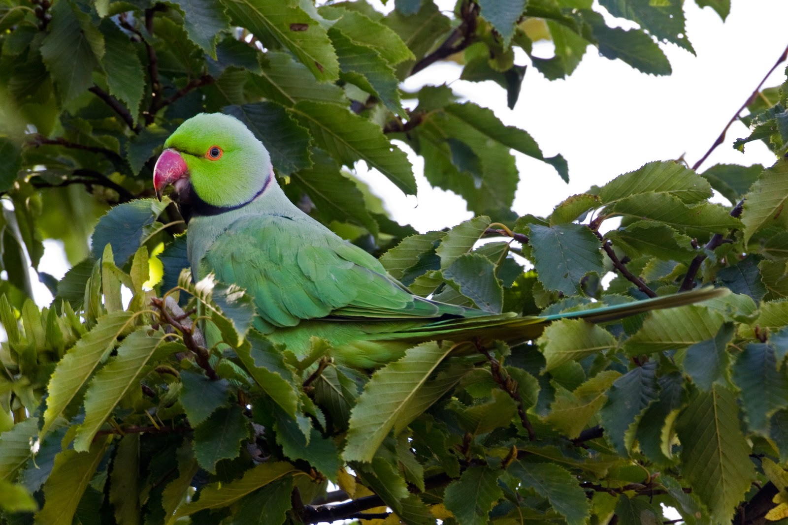 Martin's Sussex Birding Blog: Ring-necked Parakeet