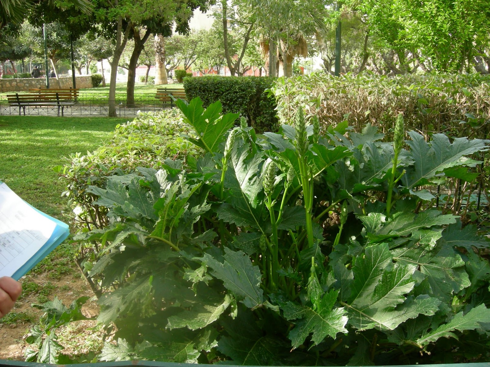 ΗΛΕΚΤΡΟΝΙΚΗ ΣΧΟΛΙΚΗ ΕΦΗΜΕΡΙΔΑ: ΚΑΤΑΓΡΑΦΗ ΤΟΥ ΠΡΑΣΙΝΟΥ ΣΤΟ ΣΧΟΛΙΚΟ ΚΗΠΟ ...