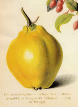 En Trädgårdsälskares betraktelser: Kvitten