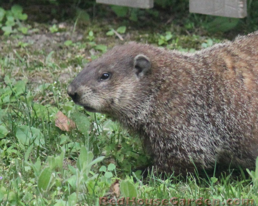 Red House Garden: The R.O.U.S.