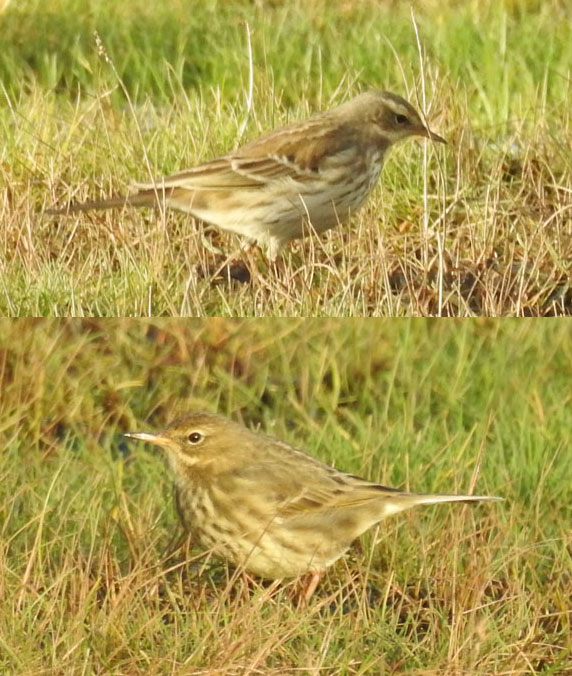 Axe Birding: Winter Water Pipit ID