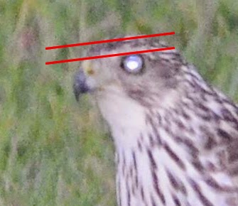 Alix Arthur d'Entremont: Cere position on Sharp-shinned & Cooper's