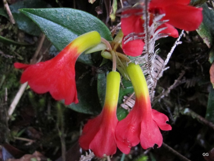 Nature Wonders Gershonized: Papua New Guinea Plants and Insects 9_2011