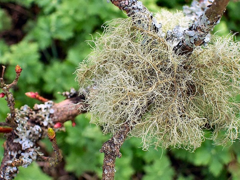 Methow Valley Herbs: Usnea: A Powerful Herb for Infections
