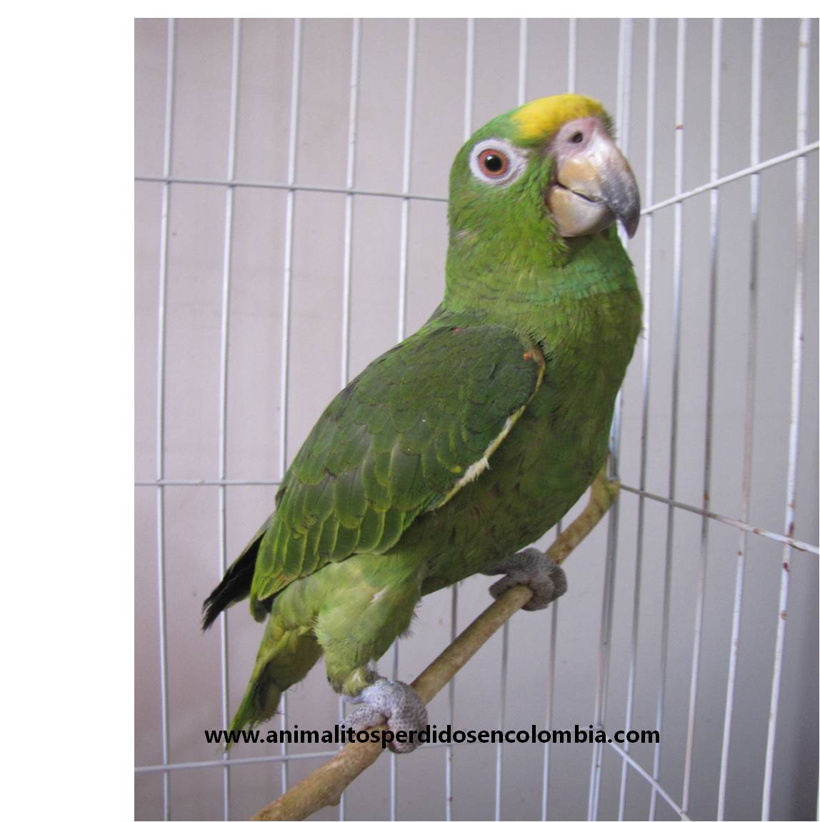 Animalitos Perdidos en Colombia: PERDIDO BOGOTÁ-LORO VERDE AMAZONICO ...
