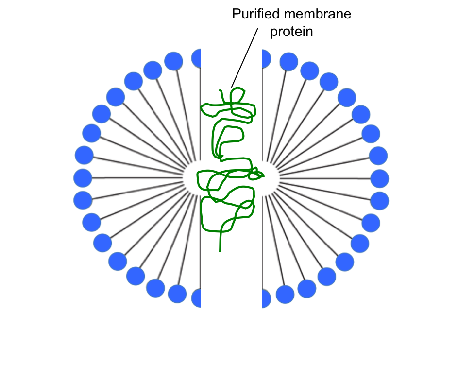 Crystal Structure of the Beta-2 Adrenergic Receptor-Gs Protein Complex ...