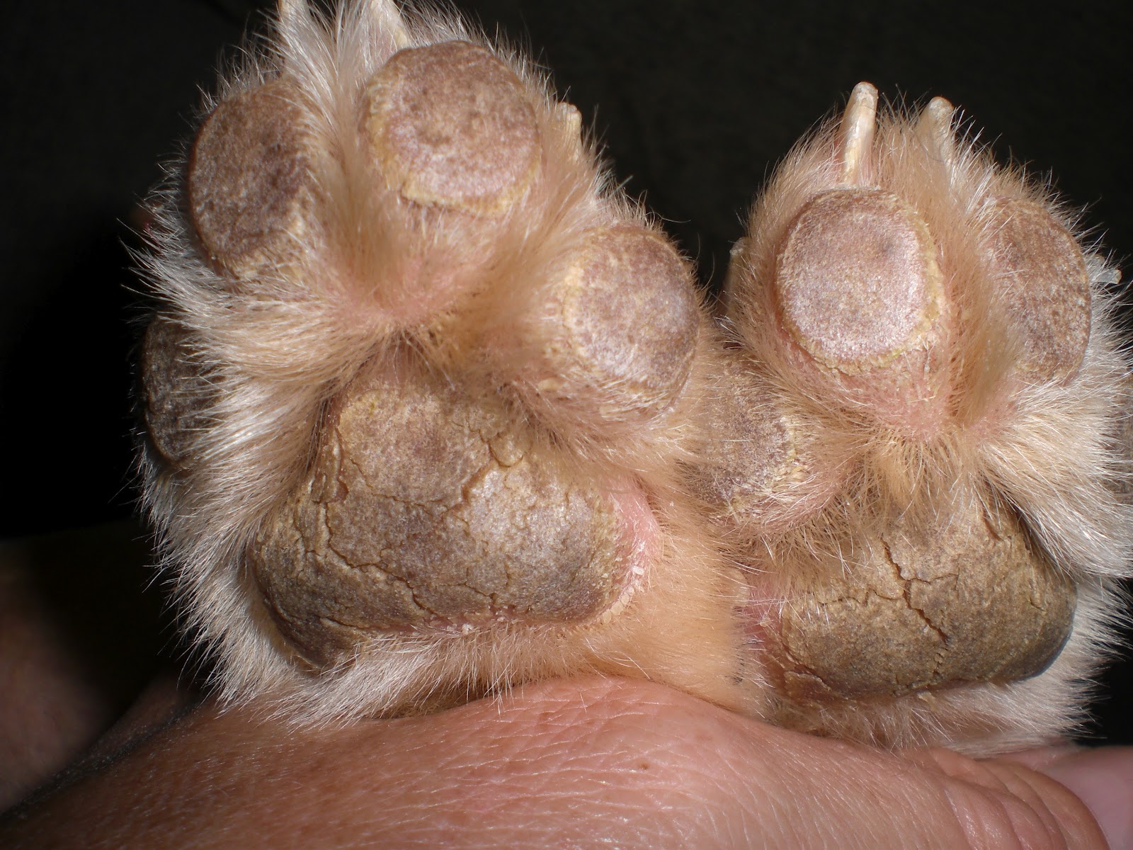 Frankie's story - a tale of canine distemper: Young