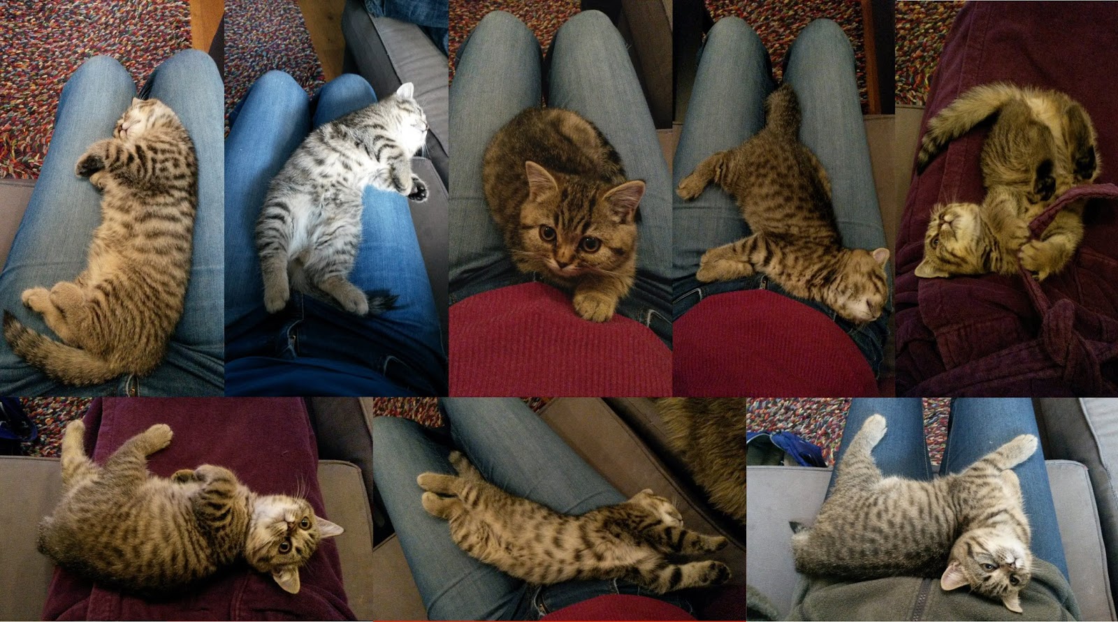 Miss Hendrie's Workbook: Best buy of 2017: Juniper the cat