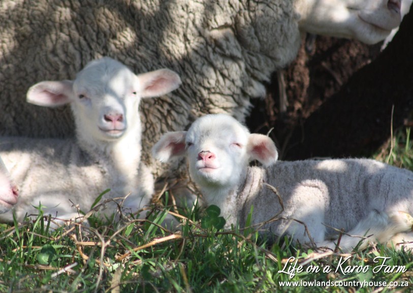 Life on a Karoo Farm