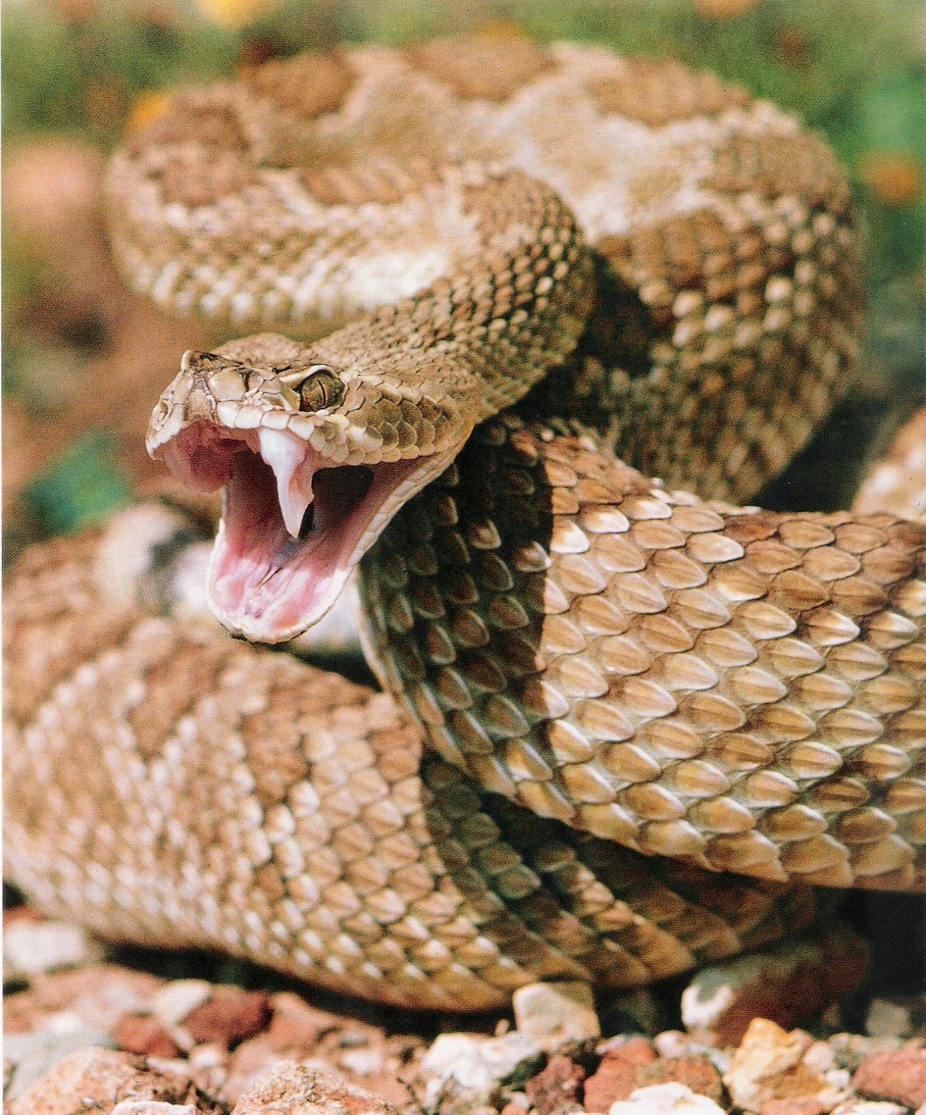 Zoológico Virtual do Koba: Cascavel Diamante