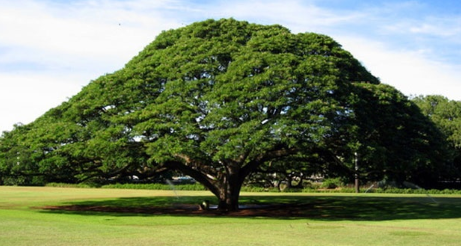 Pohon Trembesi (Tangkal Ki Hujan) - Barong Mulya