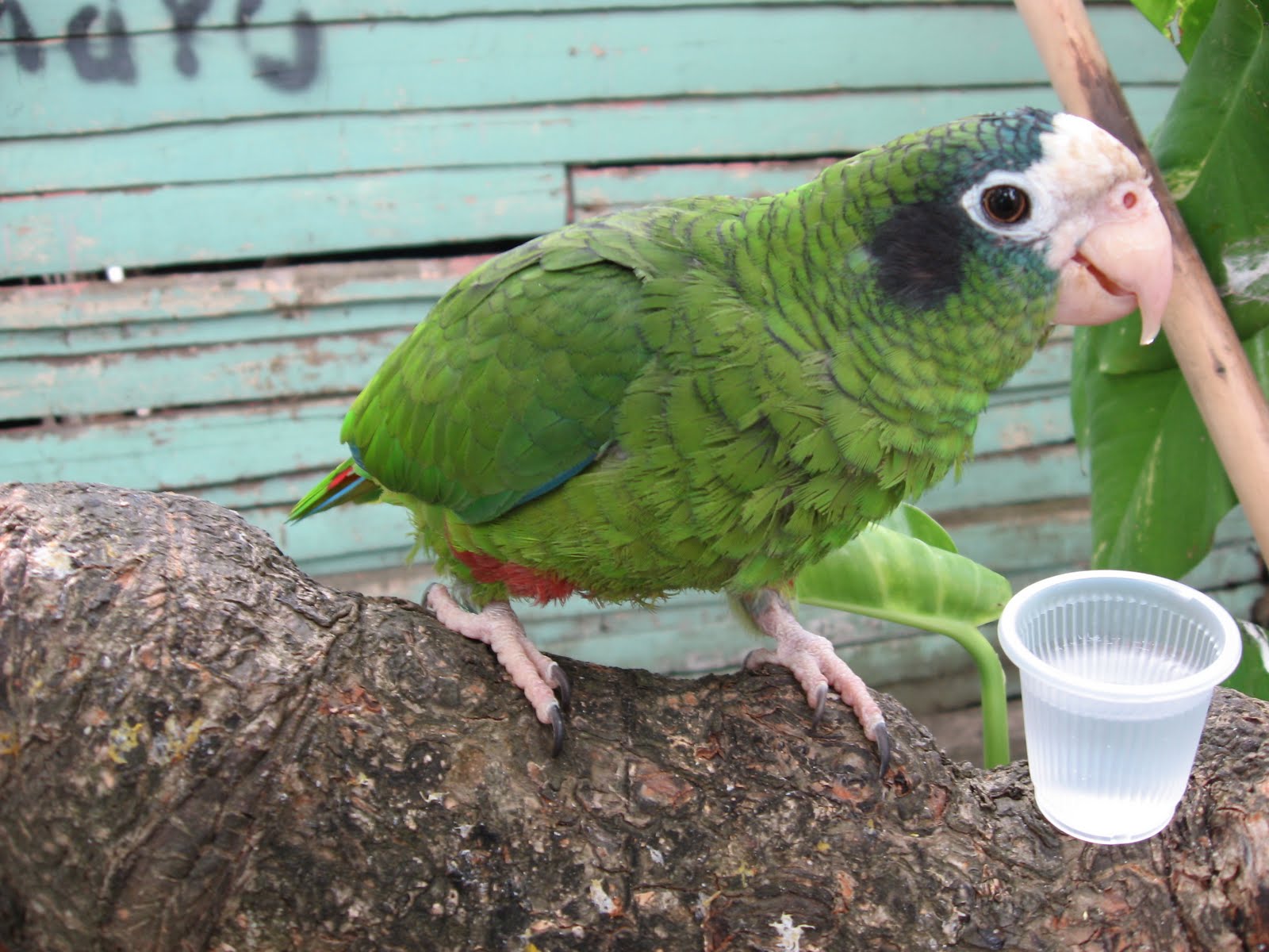 Birds of the Dominican Republic