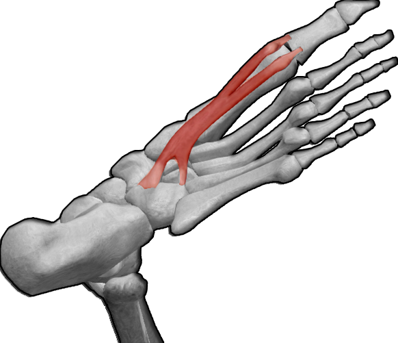 Flexor Minimo Dos Dedos Curto