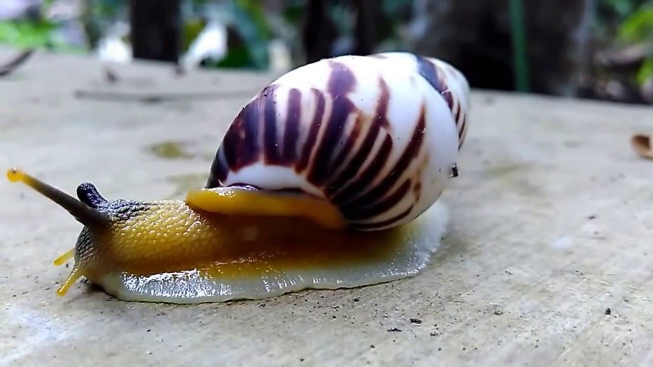 Blogger AGENSBOBETMAXBET: Manfaat Bekicot