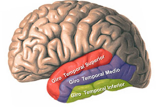 Wanadi22. Reflexiones Psico-antropológicas: Áreas de Brodmann