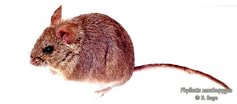 Argentina nativa: Pericote panza gris (Phyllotis xanthopyga)