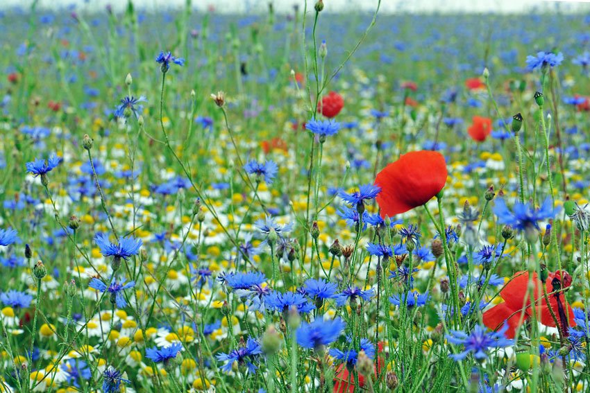 ifim: Ilustrate cu flori de câmp