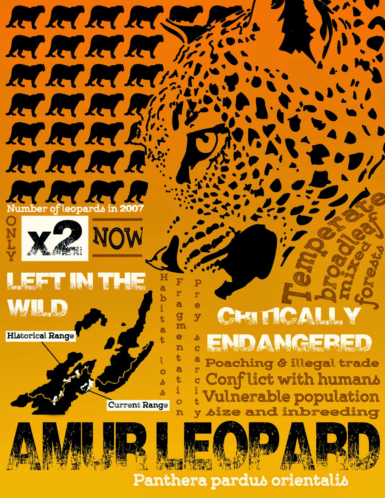 Alexis Fenn Art: Endangered Species Campaign Poster: Amur Leopard
