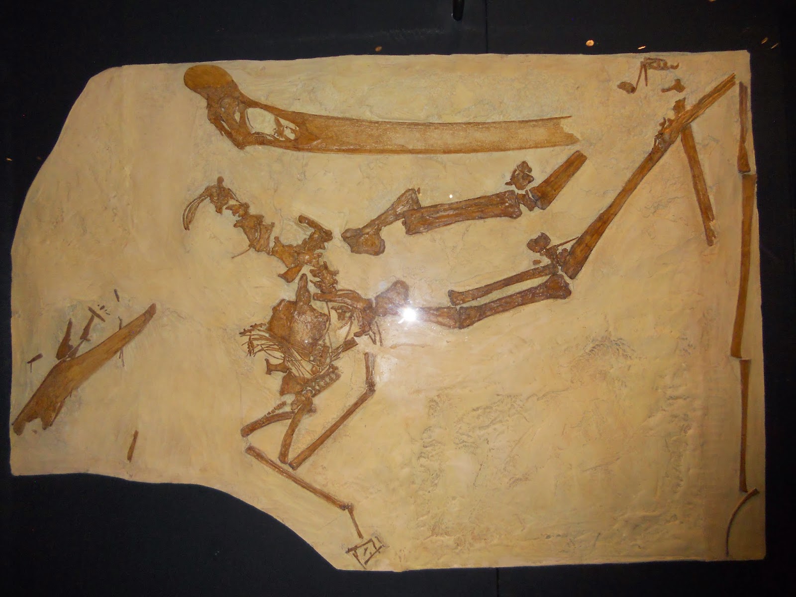 Prehistoric Beast of the Week: Dawndraco: Prehistoric Animal of the Week