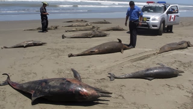 400+ dolphins beached in northern Peru