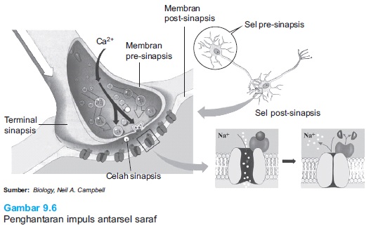 Mekanisme Proses Penghantr Impuls | Paramita Blog