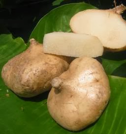 Budidaya Bengkoang secara Organik - Kolom Organik