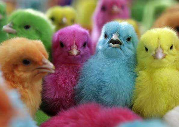 O GRITO DO BICHO: pintinhos