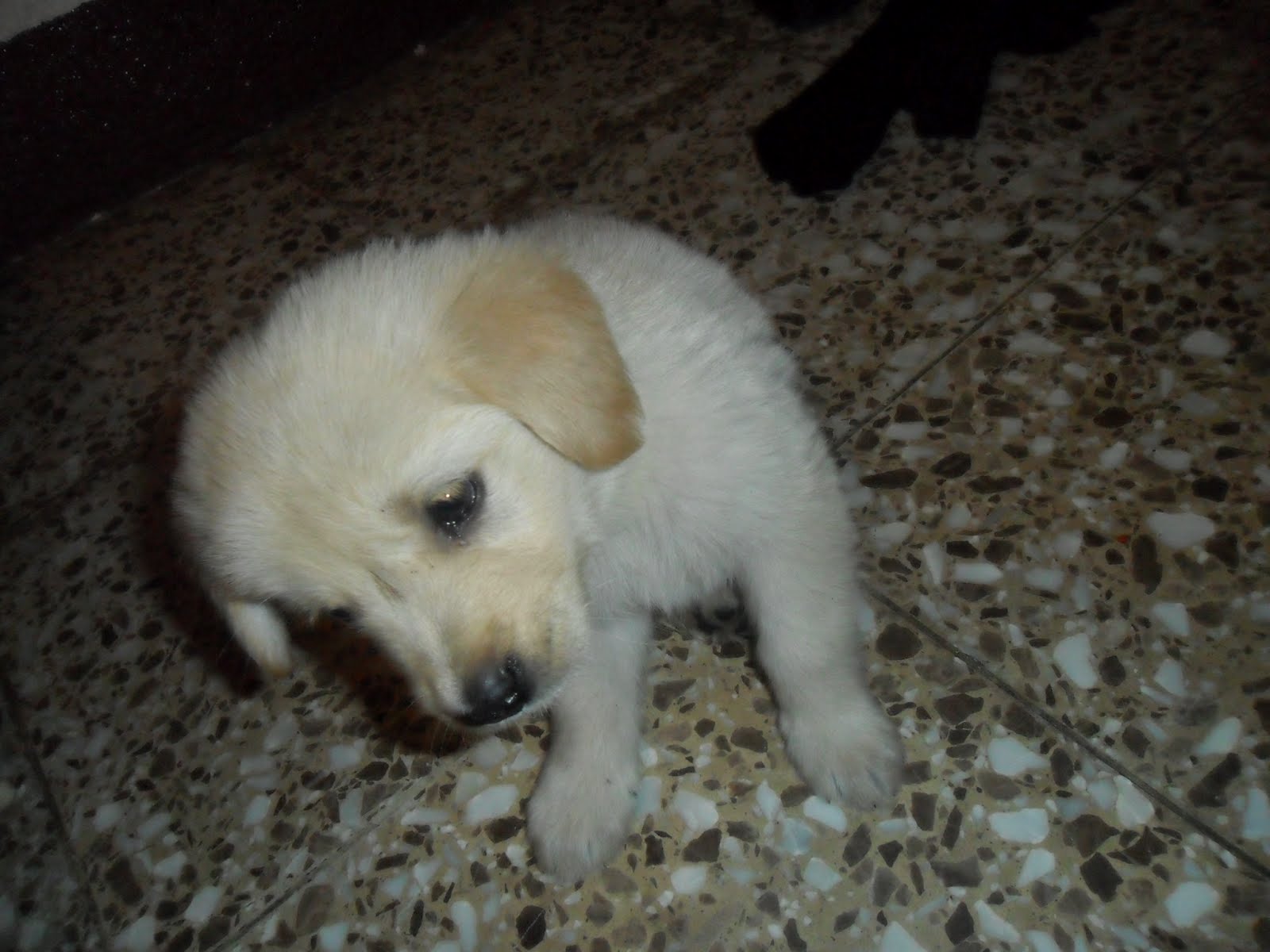Evelyn Galicia: CHITO GOLDEN RETRIEVER