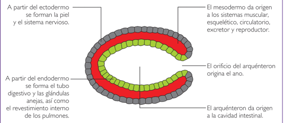 Animales Triblásticos