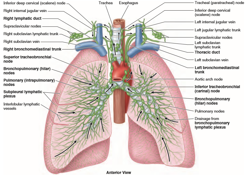 Toraks Kavitesine Genel Bakış ve Akciğer Anatomisi
