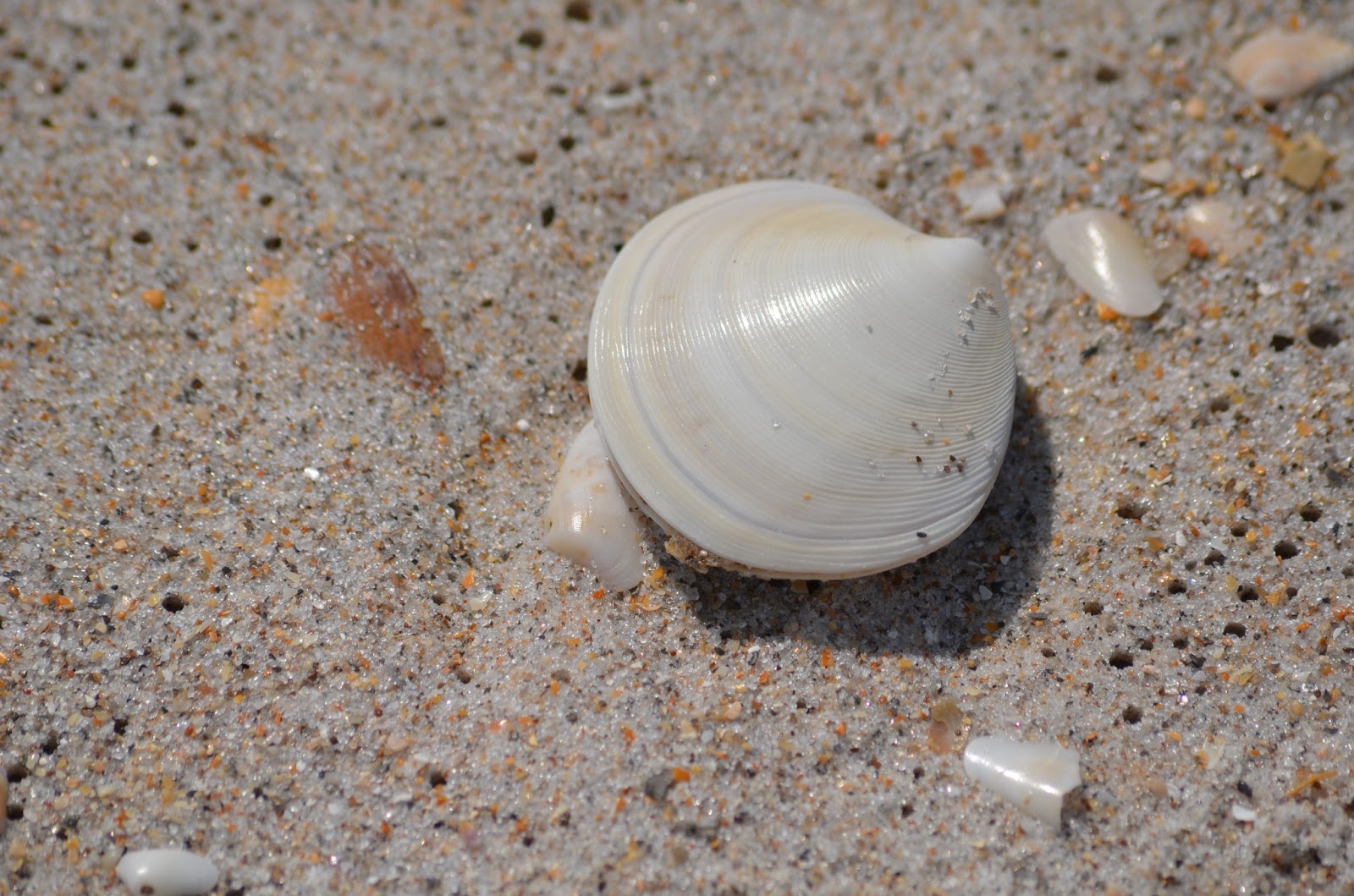 Filling the Space: Disk Clam ( Dosinia discus) Shell Found at Canaveral ...