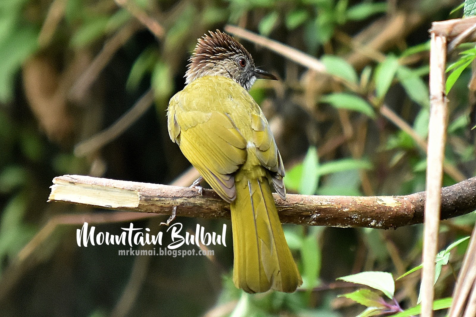 mrkumai.blogspot.com: Burung Mountain Bulbul @ Burung Barau Bukit
