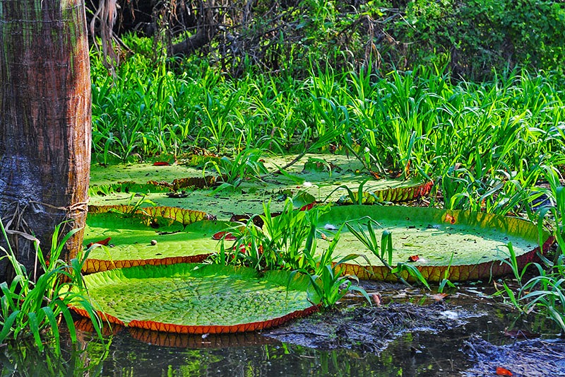 Alam Mengembang Jadi Guru: Teratai Raksasa (Victoria amazonica)