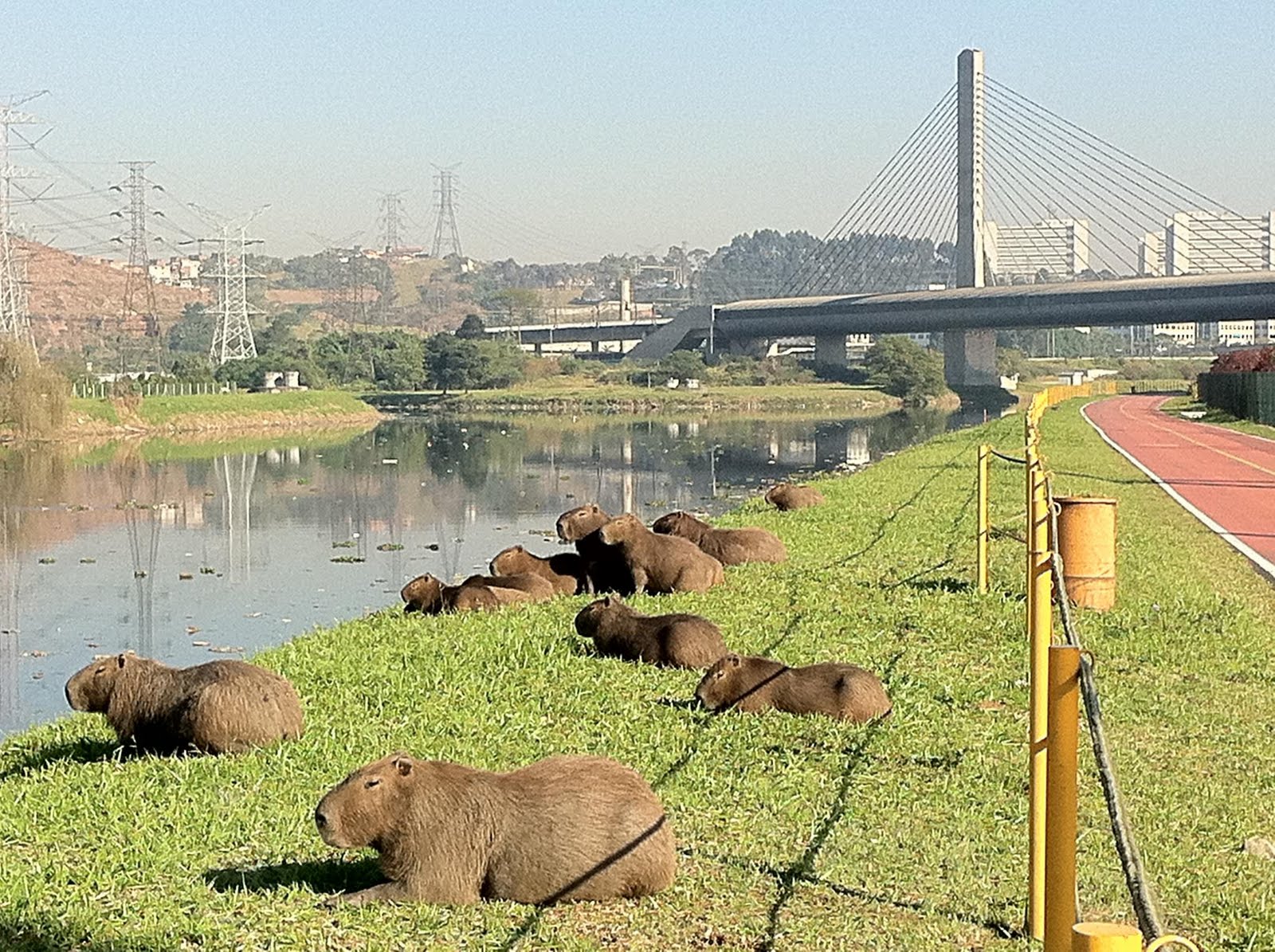 Pé de vela: Coisas que só a ciclovia do Rio Pinheiros proporciona a você!