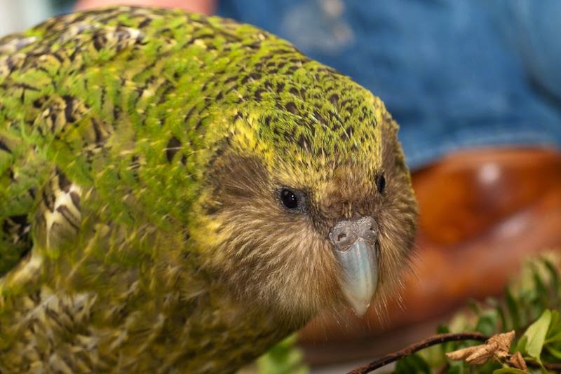 Kakapo — Flightless Parrot