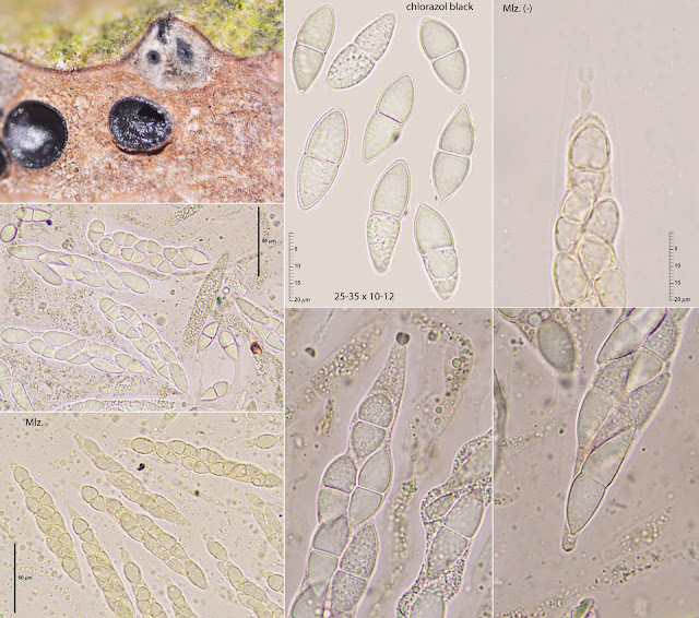 Juglanconis juglandina (Kunze) Voglmayr & Jaklitsch • CEMAS Hongo ...
