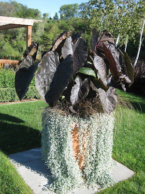 Rotary Botanical Gardens - Hort Blog: Taste of the Tropics