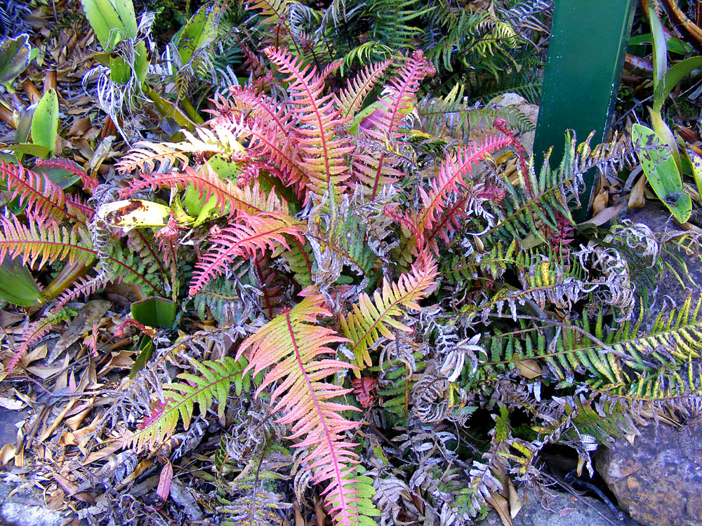 Days on the Claise: Rasp Fern