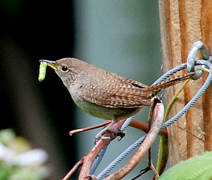 From the Summer's Garden: ALL ABOUT WRENS by Syd Baker