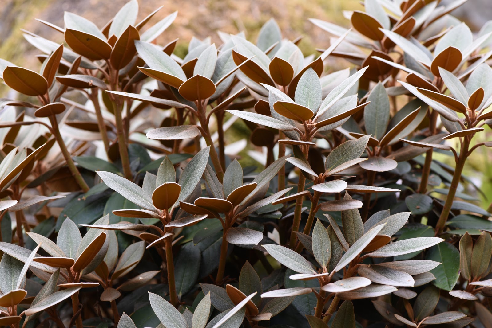 Hagtorpet: Rhododendron med indumentum och tomentum på bladen