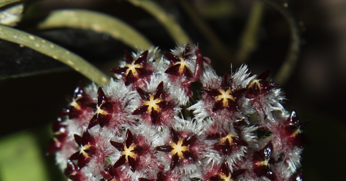 Hoyapassion: Hoya mindorensis Borneo dark hairy flowers - na piękny początek maja