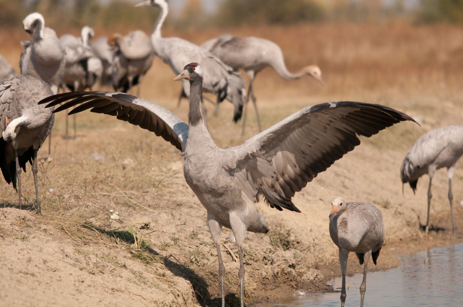 Hortobagy National Park the Puszta Hungary